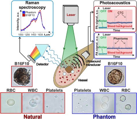 Principal Scheme Of In Vivo Flow Cytometry Left Bottom Optical Images Download Scientific