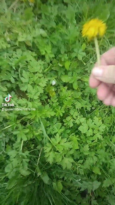 Топчу одуванчики Youtube