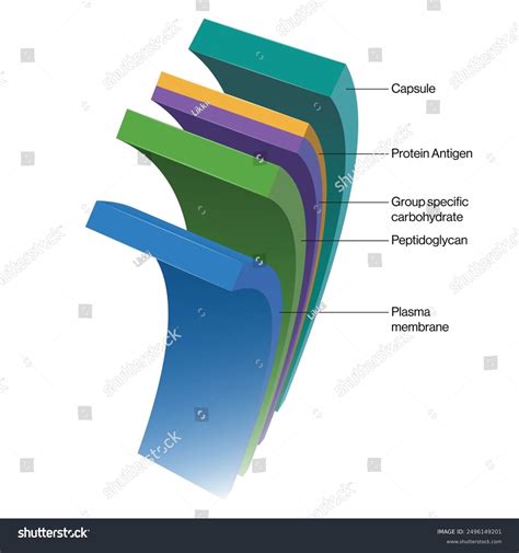 Detailed Vector Illustration Streptococcus Pyogenes Membrane Stock