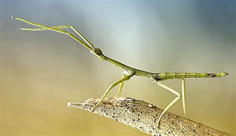 Phasmid Stick Insect The Natural Canvas