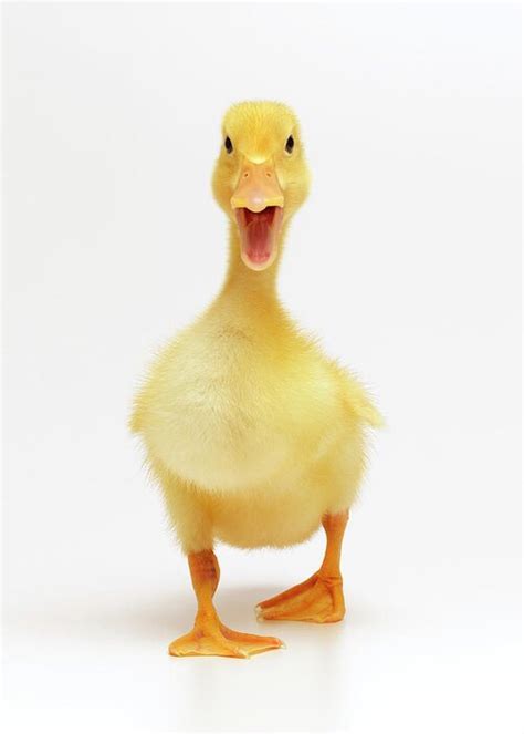 Duckling Greeting Card By Don Farrall