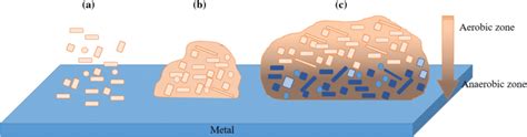 Phases Of Biofilm Growth On Metal Surface A Planktonic Cells Initiate