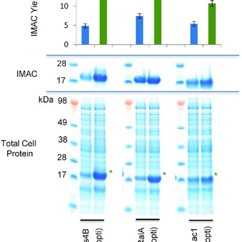 Comparison Of Yields From Native And Codon Optimized Sequences