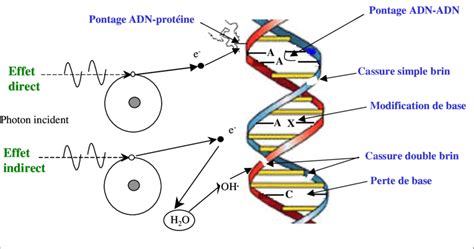 Représentation schématique des lésions de l ADN induites par les effets