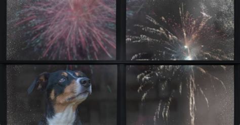How To Deal With Dogs Scared Of Fireworks