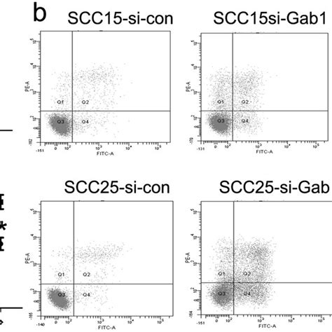 Gab1 Expression Promoted The Proliferation Of SCC15 And SCC25 Cells
