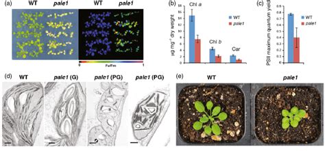 Phenotypes Of The Arabidopsis Pale1 Mutant A Twelve Day Old