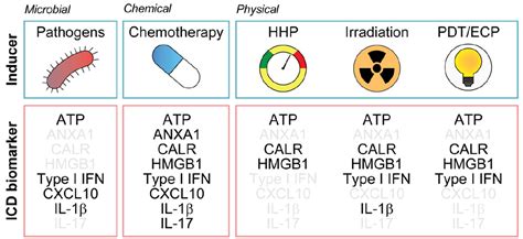 科研科普免疫原性细胞死亡（icd） 知乎