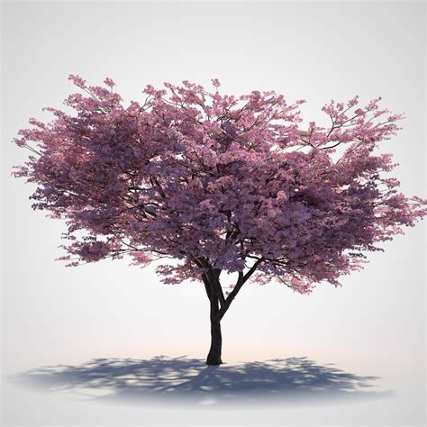 Japanese Sakura 3d Model 39 Max Free3d