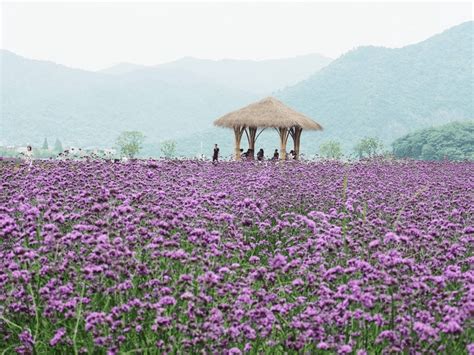 杭州铜鉴湖畔马鞭草盛开 紫色花海美不胜收 搜狐大视野 搜狐新闻