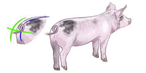 Réaliser un dessin de cochon Blog Dessindigo