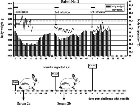 Protocol Used For Infection Of Rabbit 2 Which Became Severely Ill On