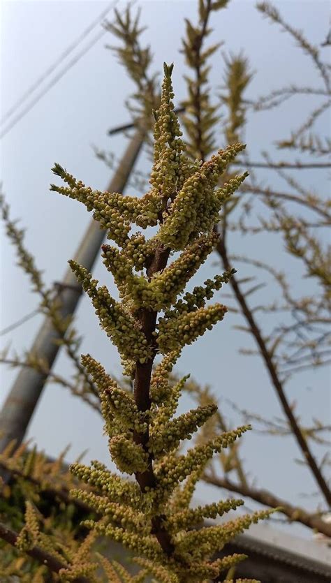 How To Grow Phyllanthus Emblica Earthone