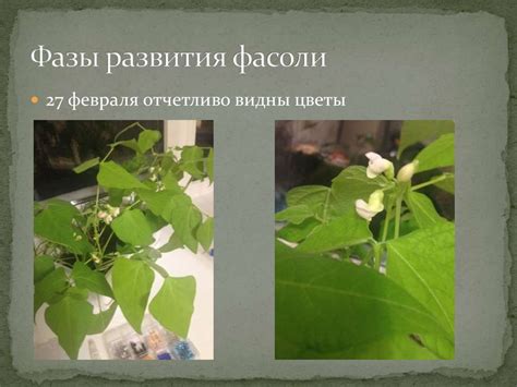 Проращивание семян фасоли презентация онлайн