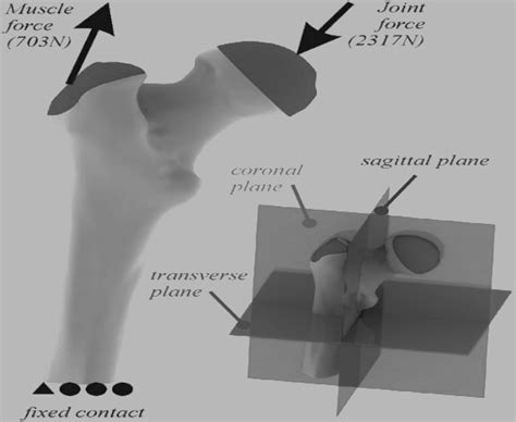 Applied Load And Boundary Conditions Of The Developed Fea Model