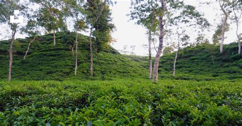 많은 나무로 덮인 무성한 녹색 언덕 사진 Unsplash의 무료 식물 이미지