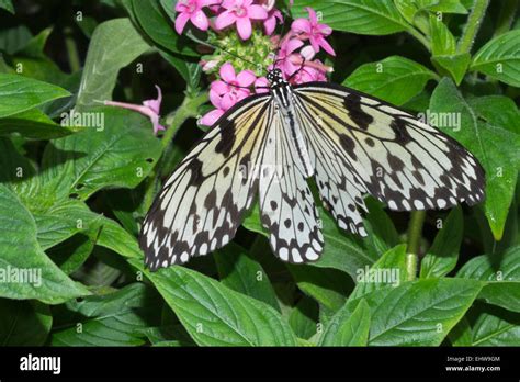 Tree Nymph Butterfly Feeding Stock Photo Alamy