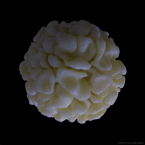 Differential Growth Research Yufan