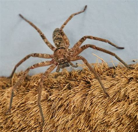 20 Free Spider Fangs And Spider Images Pixabay