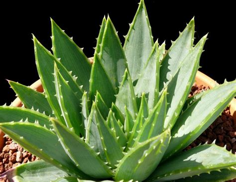 Aloe Polyphylla Cactus Jungle