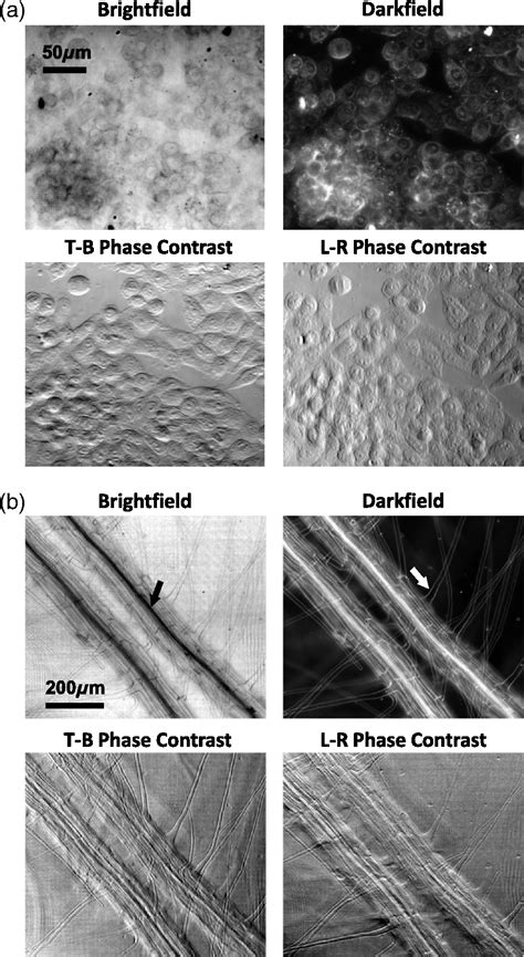 Real Time Brightfield Darkfield And Phase Contrast Imaging In A Light