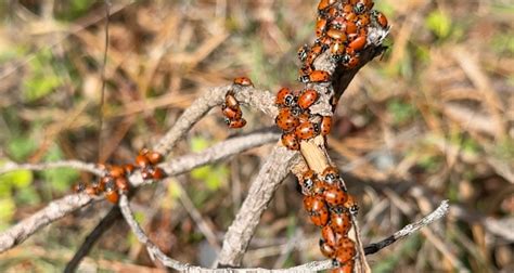 Ladybugs Form Aggregation At Paradise Lake Kathryn Reed