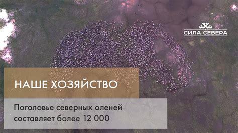Панты северных оленей от производителя | Сила Севера - YouTube
