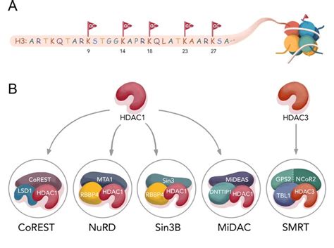Diverse Nucleosome Site Selectivity Among Histone Deacetylase Complexes