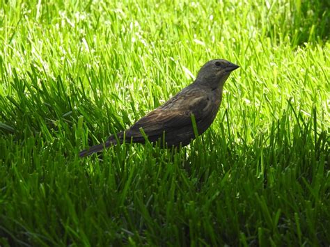The Brown Headed Cowbird Natures Most Infamous Nest Invader