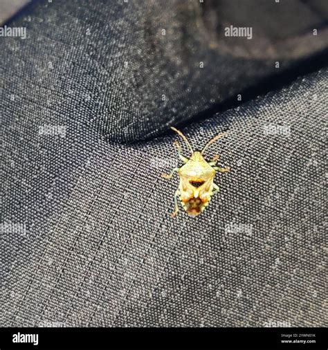 Parent Bug Elasmucha Grisea Stock Photo Alamy