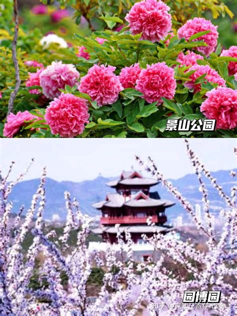 2022北京春季市区公园赏花指南颐和园故宫赏花攻略 知乎