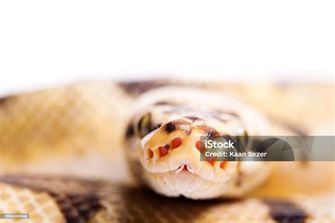 공 Python 머리 가까이 볼을 절연 흰색 배경 갈색에 대한 스톡 사진 및 기타 이미지 갈색 검은색 겁먹은 Istock