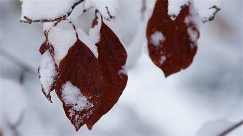 Red Winter Coat Videos Download 4 994 Free 4k And Hd Stock Footage Clips Pixabay