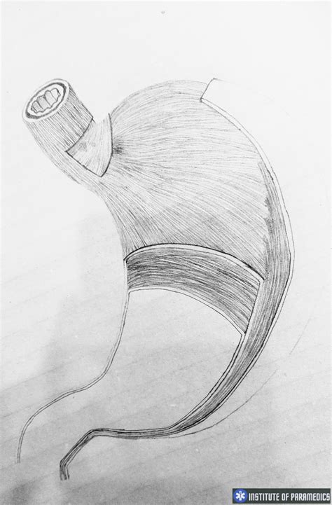 How To Draw A Stomach In 12 Steps A Beginner Friendly Anatomy Guide