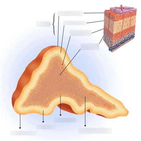 Adrenal Cortex Diagram Quizlet