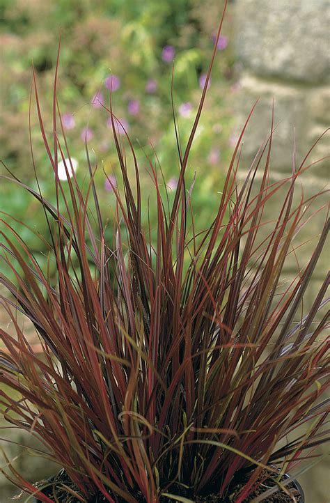 Uncinia Uncinata ‘rubra Decograsses