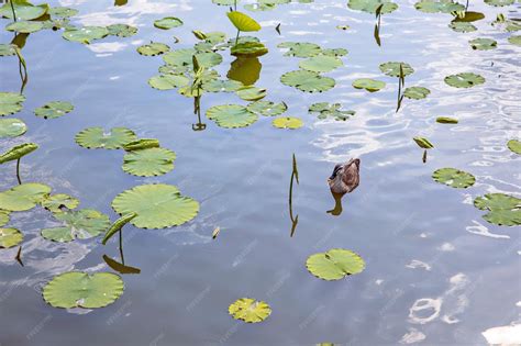 Retrato De Un Pato En El Canal Foto Premium