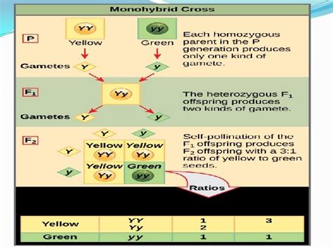 Genetic Course Lecture 2 Mendelian Genetic Cell Chromosomes