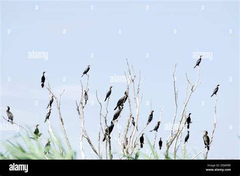 A Flock Of Cormorants Large Diving Birds With Long Neck Hooked Bill Short Legs Sitting On The