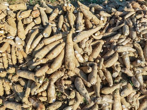 Background HD Big Cassava Collection 19627419 Stock Photo At Vecteezy