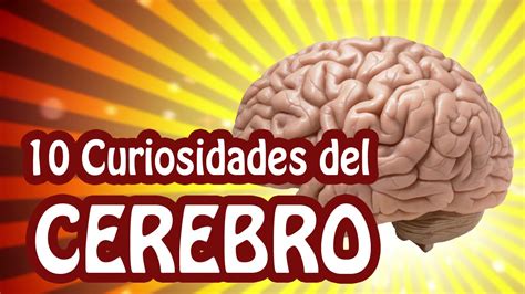 10 Curiosidades Sobre Nuestro Cerebro Sabías Que Youtube