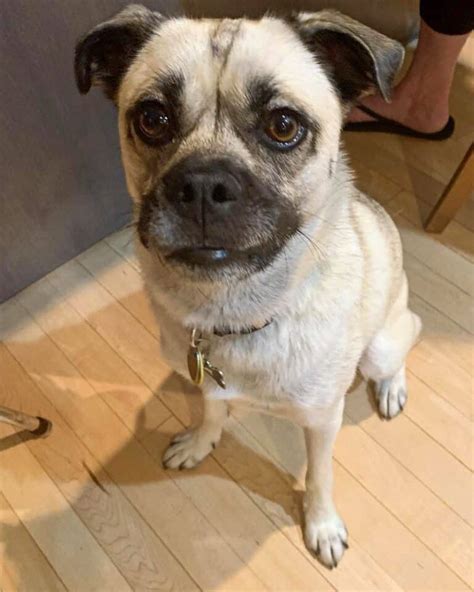 Husky Pug Mix Hug Dog Info Pictures Traits Facts And Faqs