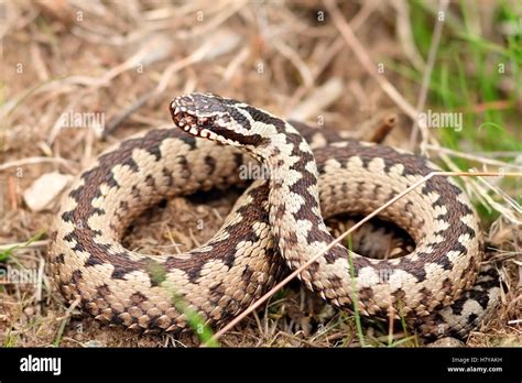 Male European Common Adder In Natural Habitat Vipera Berus Stock