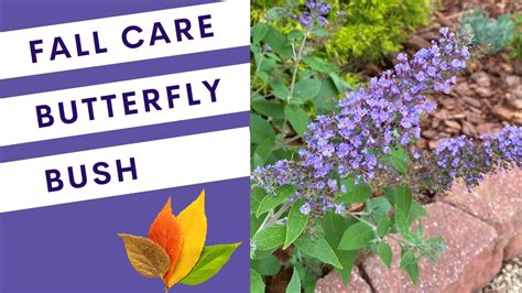 Butterfly Bush Care Pugster® Amethyst Butterfly Bush Creekside