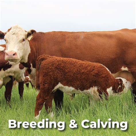 Breeding And Calving