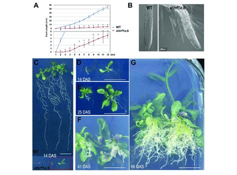 Defective Primary Root Development In The Atzrf1a B Mutant A