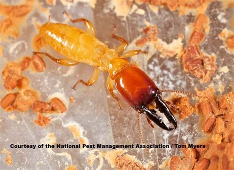 Termites 101 A Guide To Different Termite Types Pestworld Termite