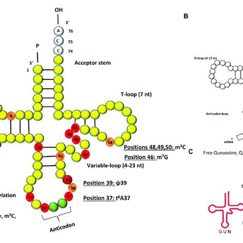 Pdf Lost In Translation Defects In Transfer Rna Modifications And Neurological Disorders