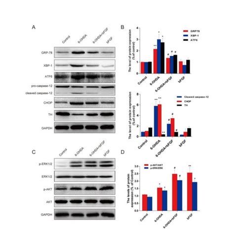 Effect Of BFGF On 6 OHDA Induced ER Stress And Erk Akt Phosphorylation