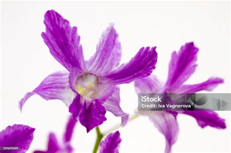 꽃에 Dendrobium 난초 보라색 꽃 녹색 줄기에 꽃의 큰 무리와 아름다운 놀라운 꽃 식물 0명에 대한 스톡 사진 및 기타